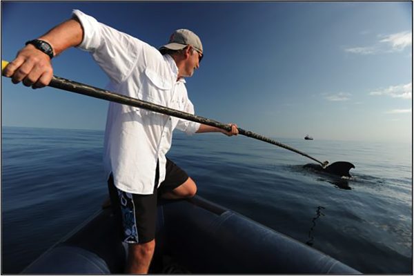 NC coast a perfect lab for whale researcher Andy Read | Coastal Review