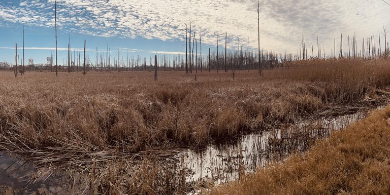Cape Fear River Ghost Trees: What stories could they speak? | Coastal ...