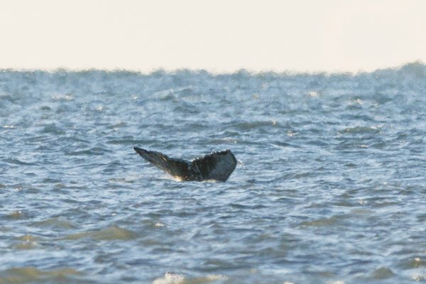 Whale of a tail | Coastal Review