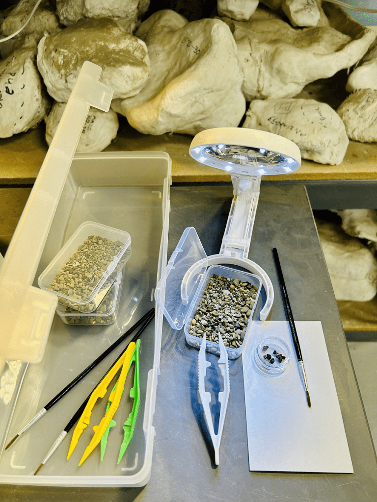 Microfossils major part of museum's public science project | Coastal Review