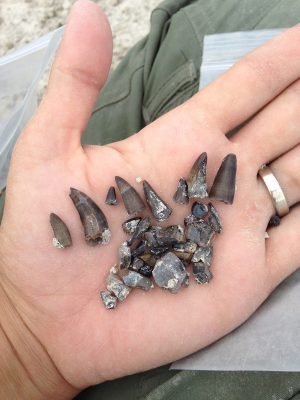 Microfossils major part of museum's public science project | Coastal Review