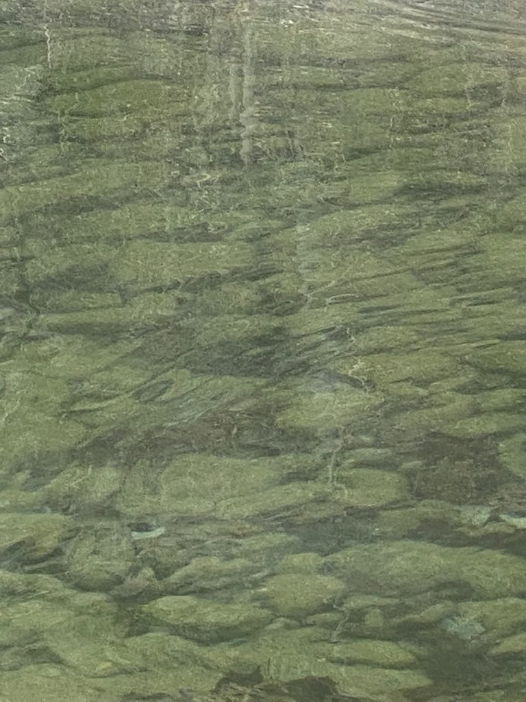 Bring fishing gear to help you see what you're looking at | Coastal Review