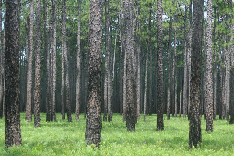 Interactive online tour shows Green Swamp's need for fire | Coastal Review
