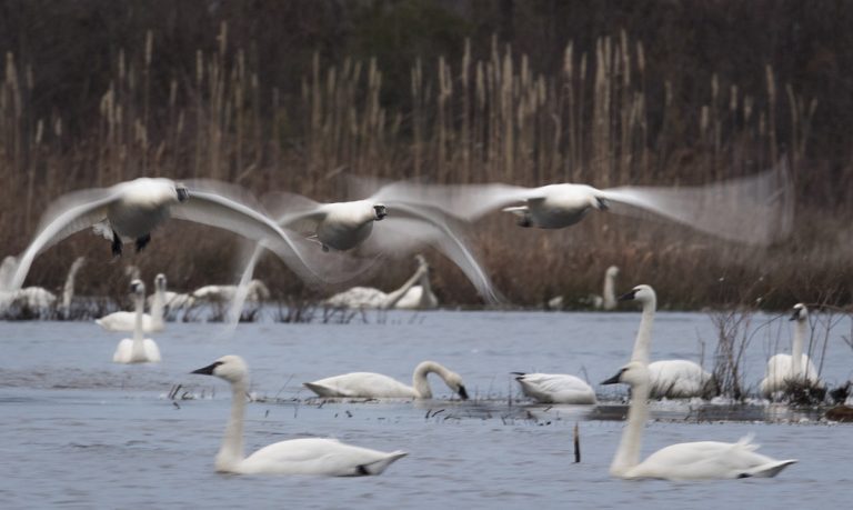 Pilot projects may prove vital in Currituck Sound restoration | Coastal ...