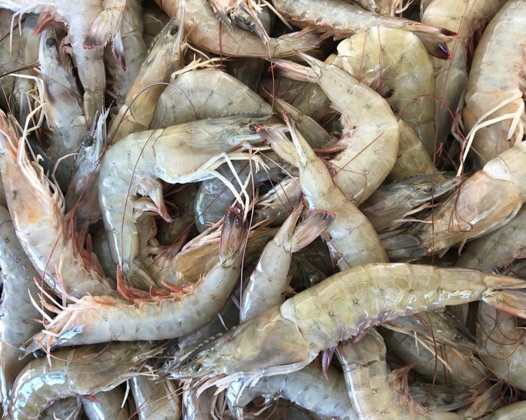 'Catastrophic crisis': Imported shrimp flood US market | Coastal Review