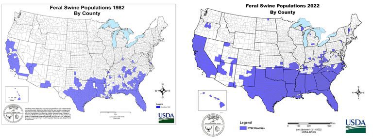 Feral hogs a largely unseen but costly problem in state | Coastal Review