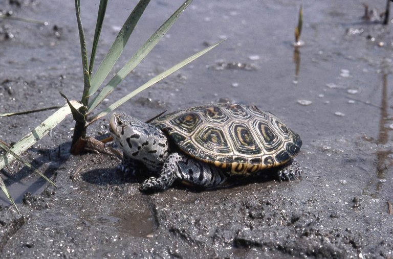 State wildlife commission seeks turtle tally volunteers | Coastal Review