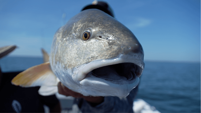 Rebuild the Red Wolf Recovery Effort | Coastal Review