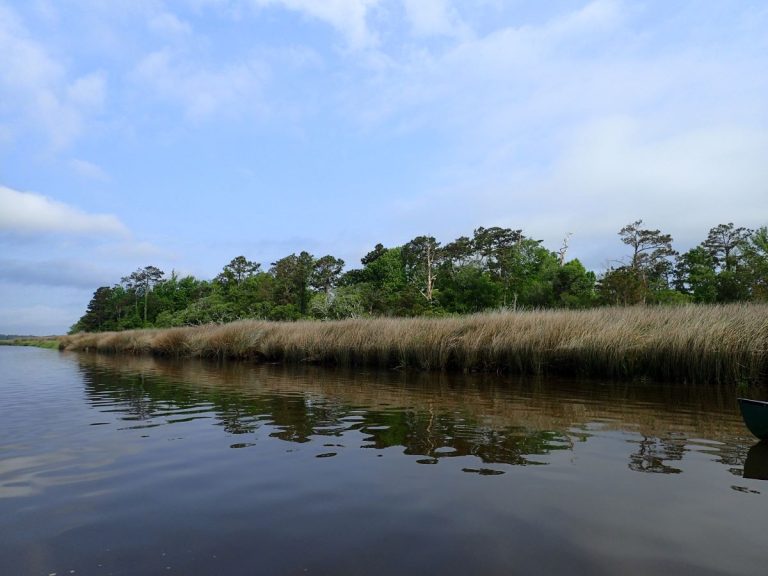Groups conserve old Weyerhaeuser tract on Newport River | Coastal Review