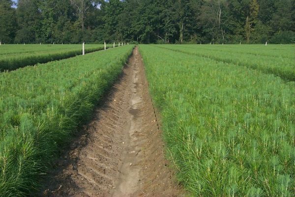 NC Forest Service's annual tree seedling sale to begin July 1 | Coastal ...