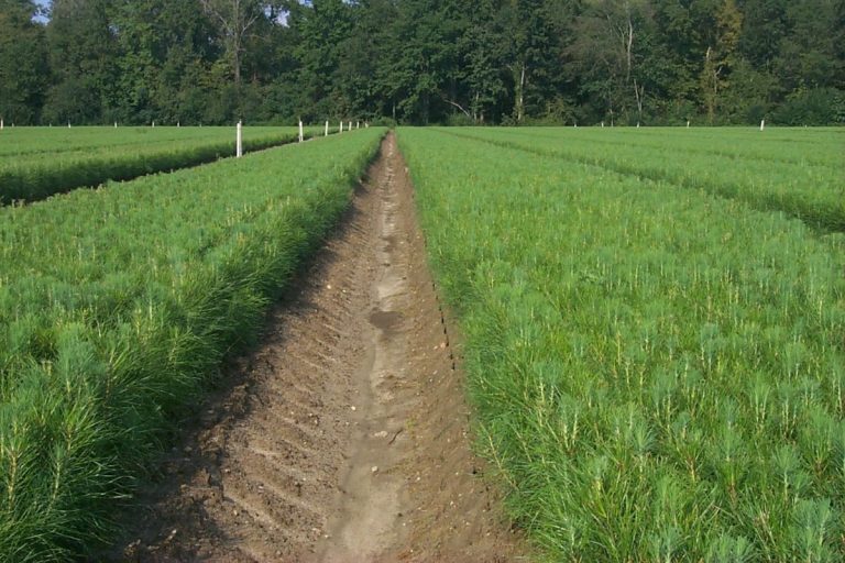 NC Forest Service's annual tree seedling sale to begin July 1 | Coastal ...