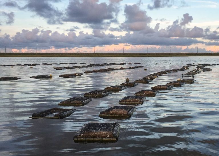 Pender, Onslow towns seek moratorium on shellfish leases | Coastal Review