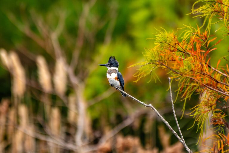 Belted kingfisher surveys its kingdom | Coastal Review