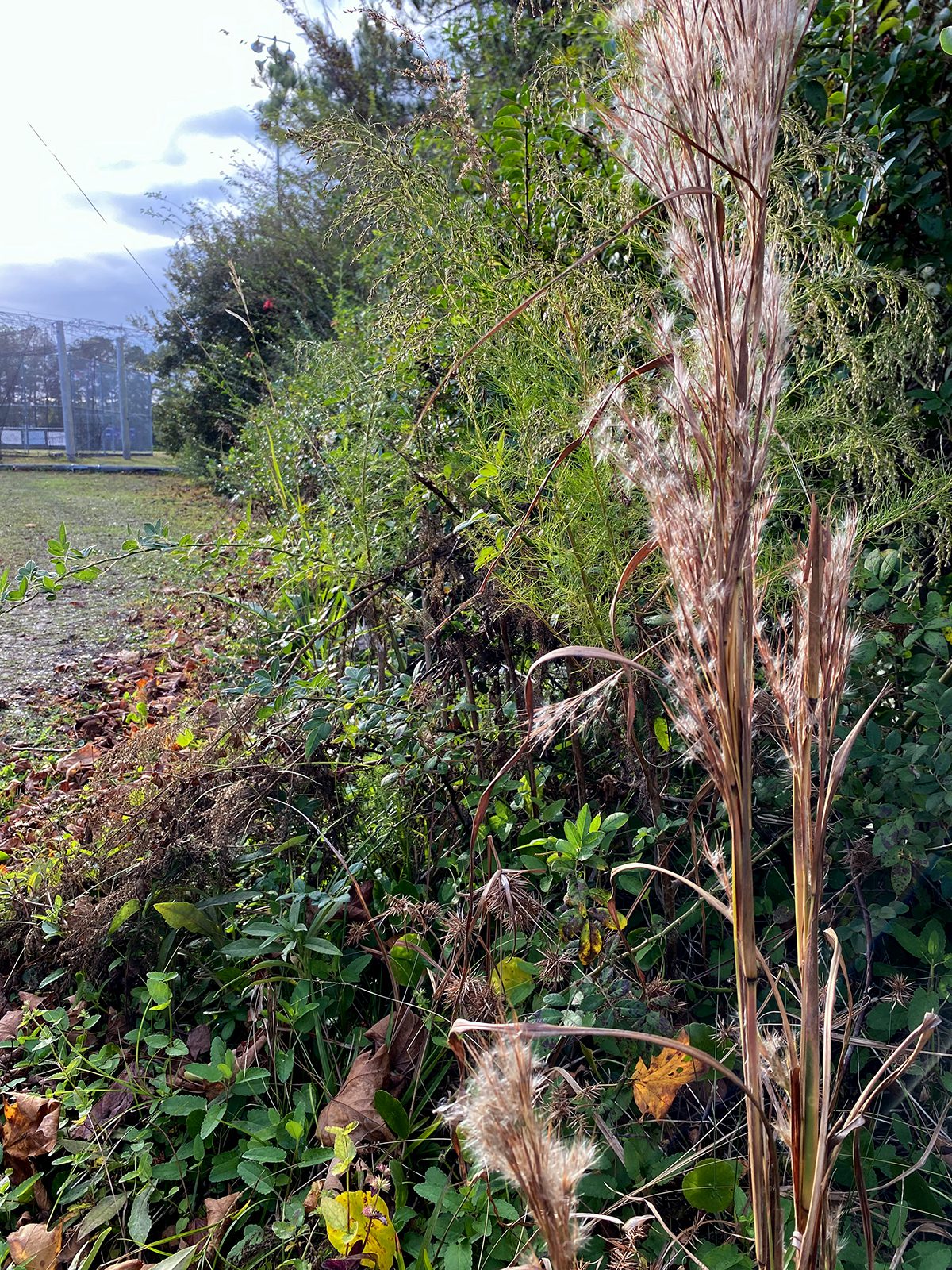 History's not-so-humble hedgerow habitat was nearly lost | Coastal Review