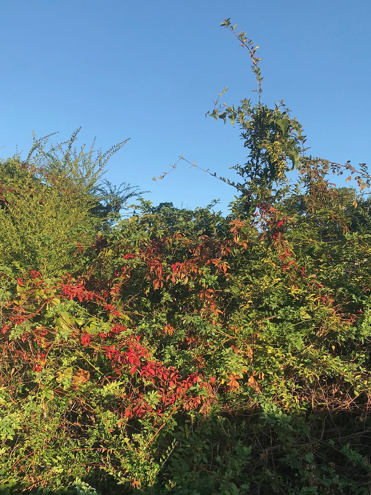 History's not-so-humble hedgerow habitat was nearly lost | Coastal Review