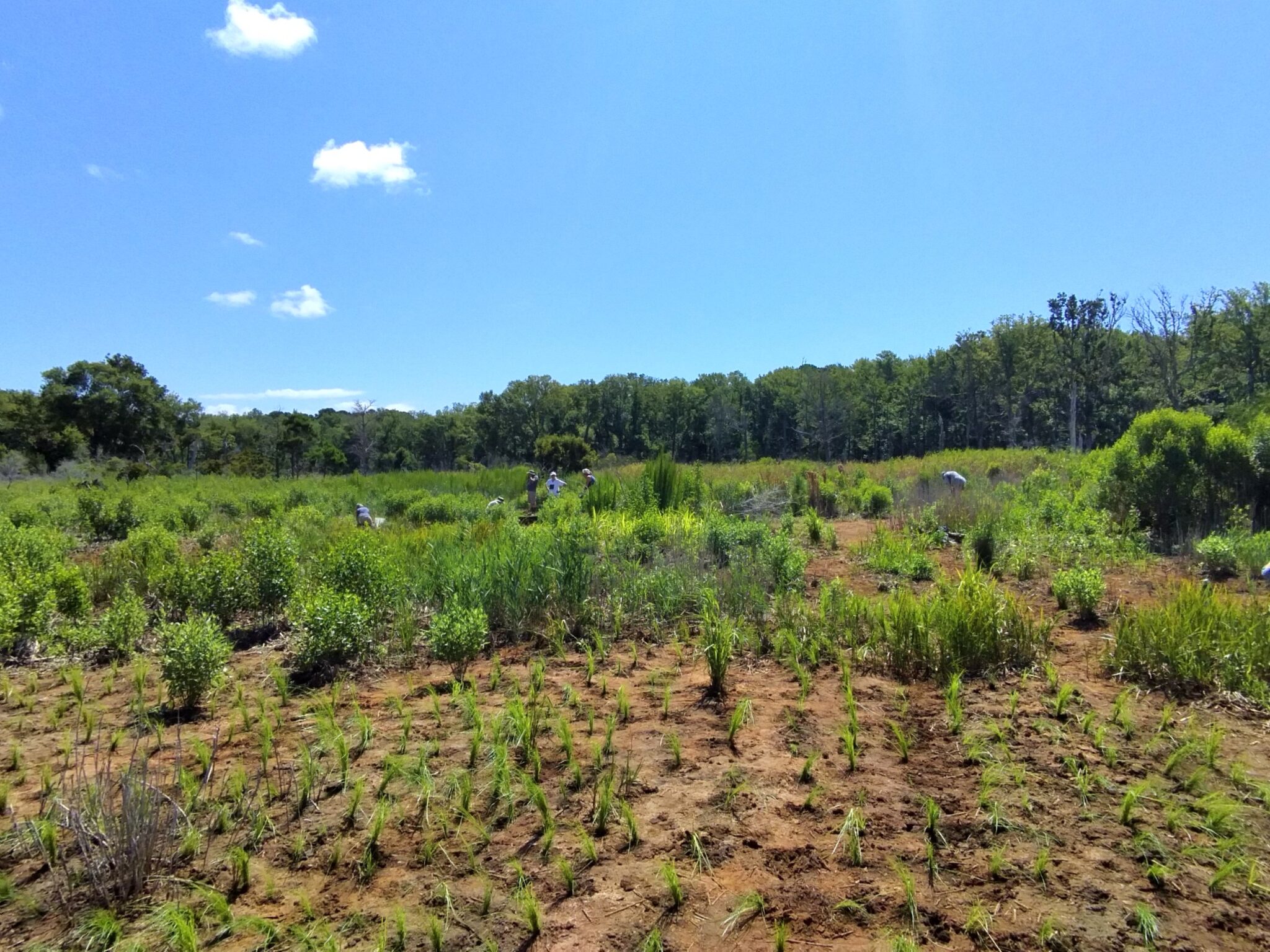 Carolina Beach State Park wetlands restoration in final year | Coastal ...
