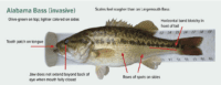 Invasive bass species spreads to North Carolina coastal areas | Coastal ...