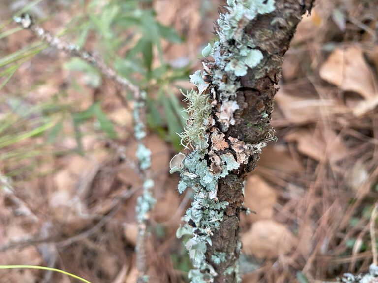 Likable lichens a bigger part of our lives than we may know | Coastal ...
