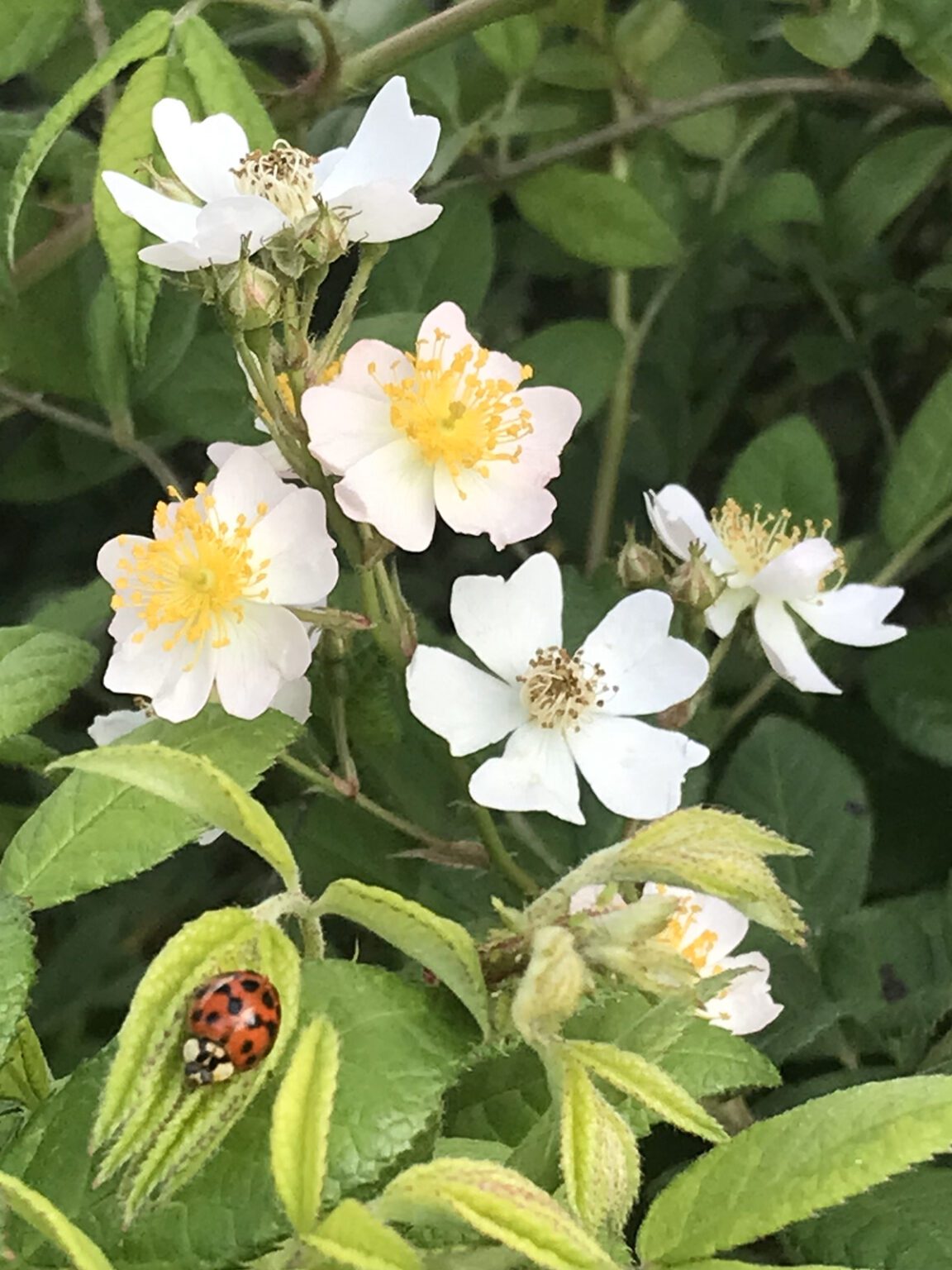 For gardening success, it's all about timing -- and old wisdom ...