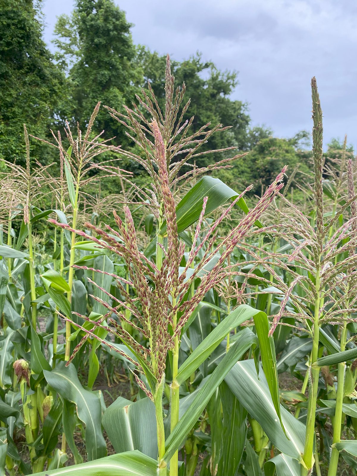 Ready or not? Know when it's harvest time in your garden | Coastal Review