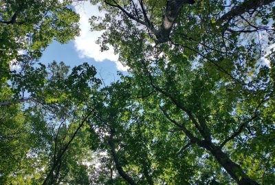 Cape Fear nonprofit writes how-to on growing tree canopies | Coastal Review