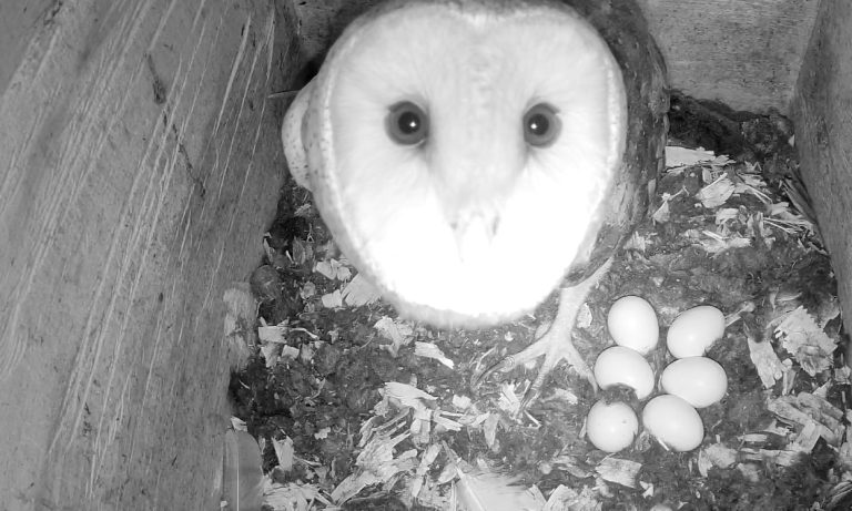 'Barn Owlet Watch 2026' Wildlife Commission cam goes live | Coastal Review